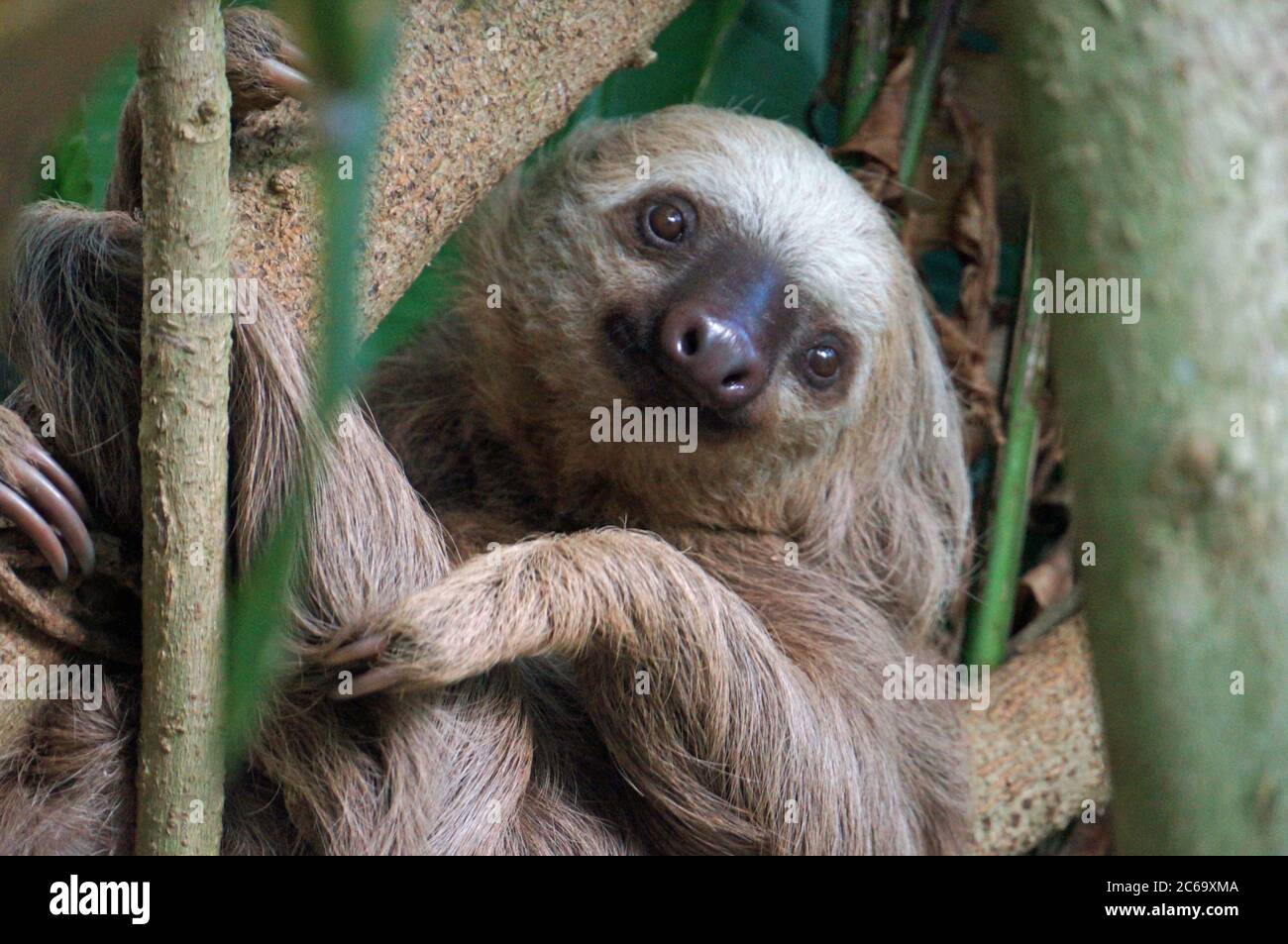 Sloth looking up Stock Photo - Alamy