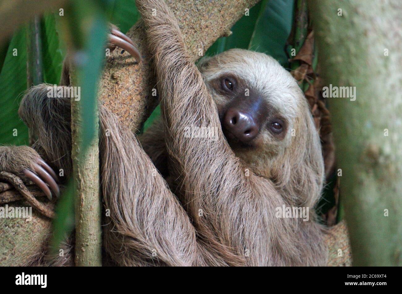 Sloth going to sleep Stock Photo - Alamy