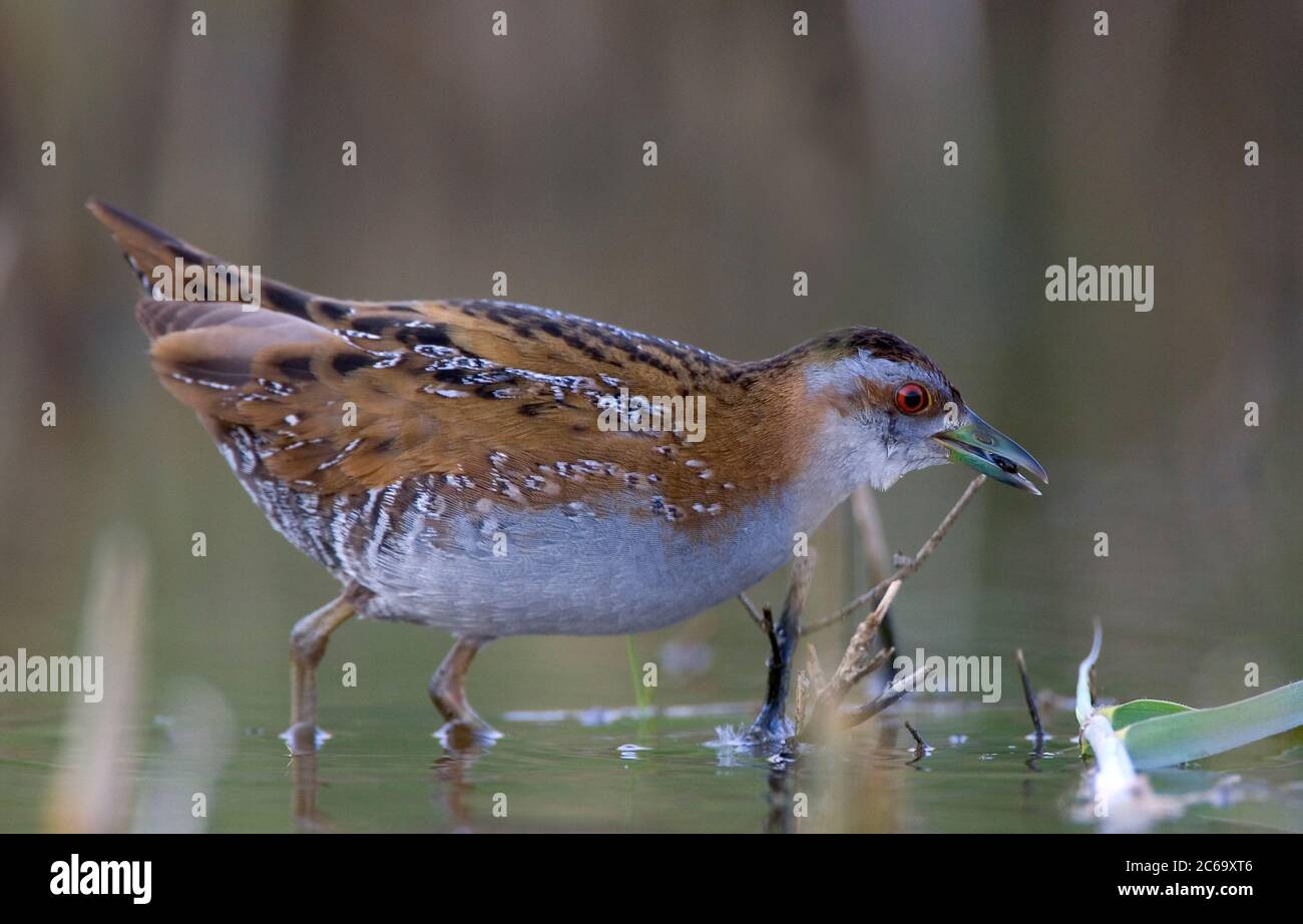 Eastern Baillon's Crake (Porzana pusilla pusilla) during spring migration on Happy Island off ...