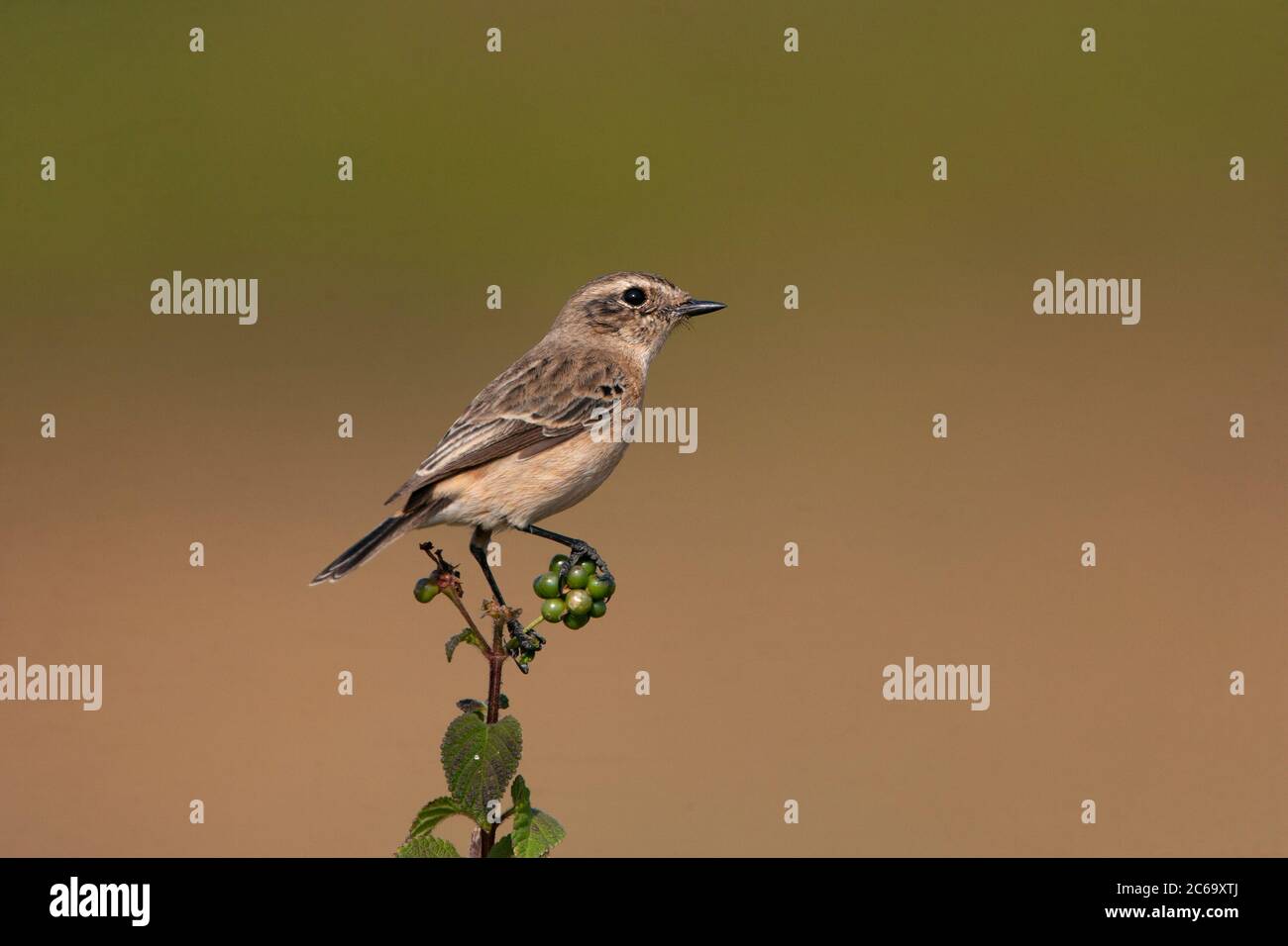 First-winter Siberian Stonechat (Saxicola maurus) perched on a small ...