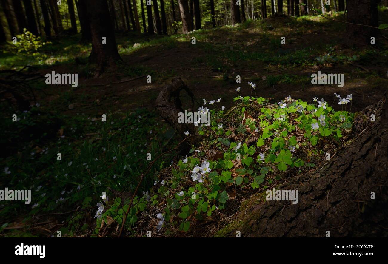 Common Wood Sorrel Blossom Oxalis Acetosella in Summer Forest Stock ...