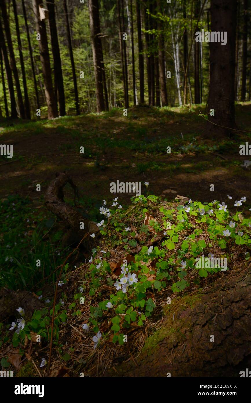 Common Wood Sorrel Blossom Oxalis Acetosella in Summer Forest Stock ...