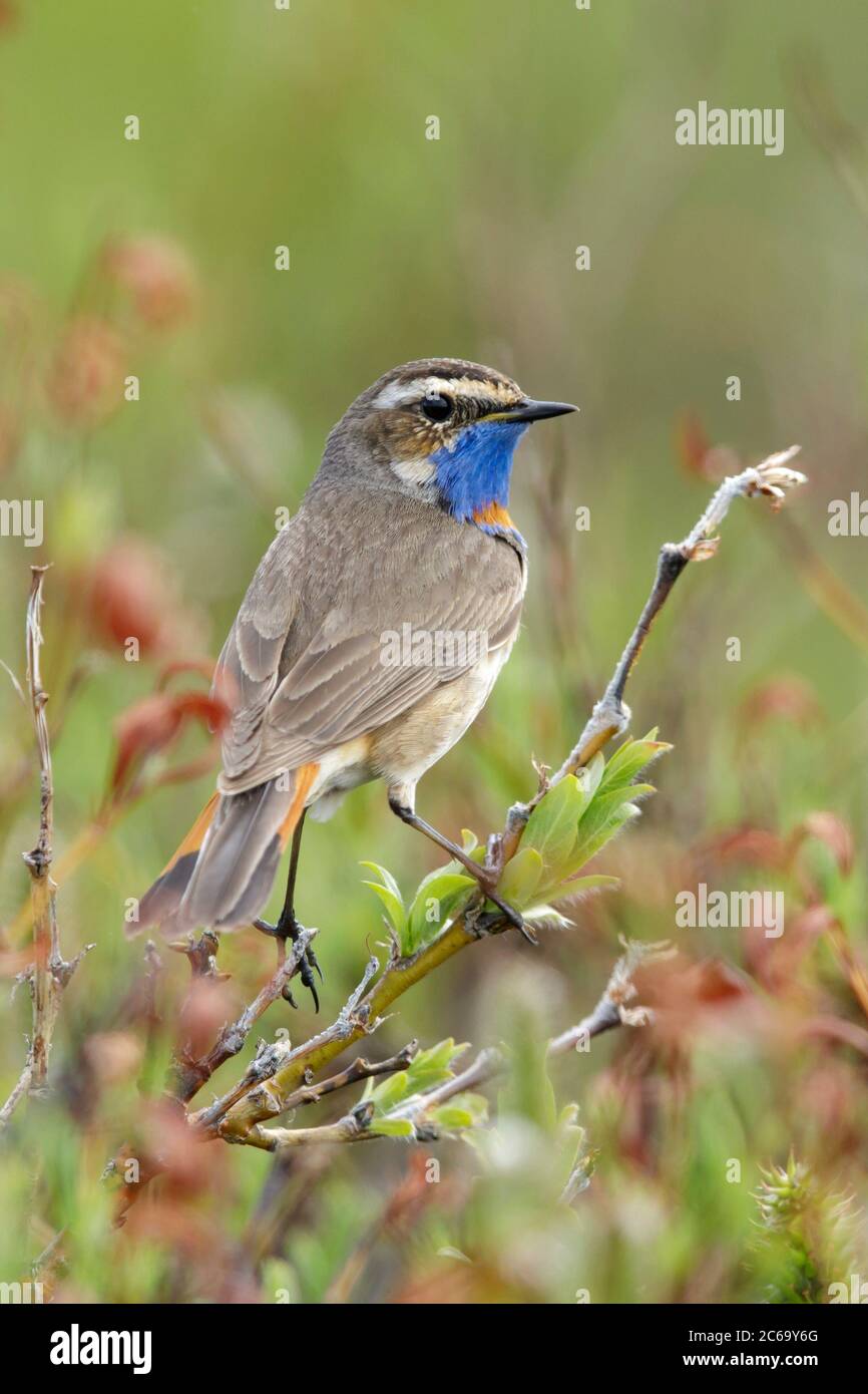 Adult male Red-spotted Bluethroat (Luscinia svecica svecica) in ...