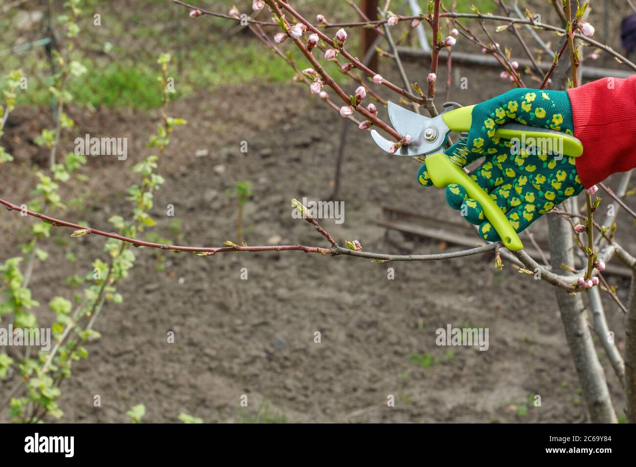 Farmer looks after the garden. Spring pruning of fruit tree. Man in a ...