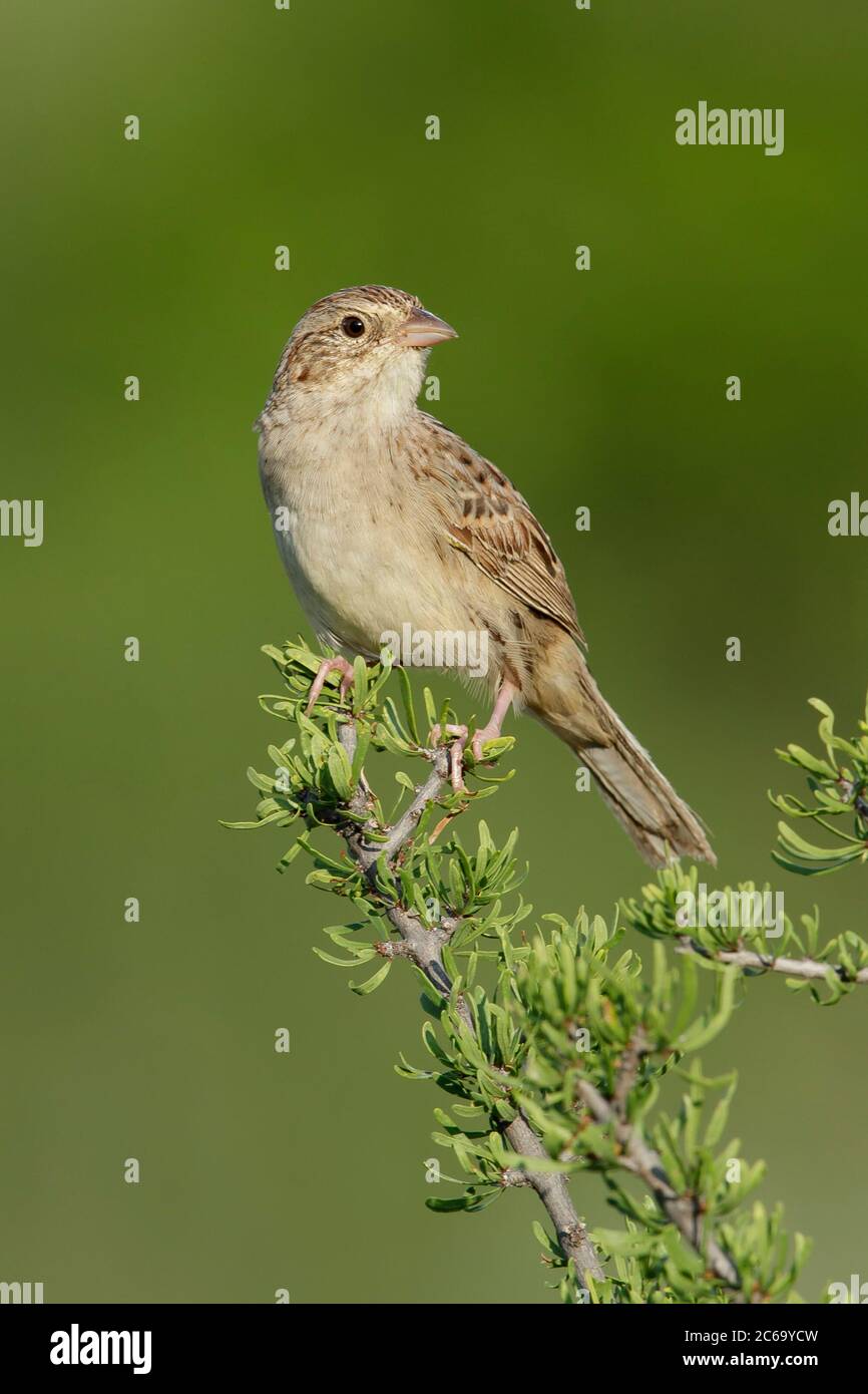 Cassin’s sparrow hi-res stock photography and images - Alamy