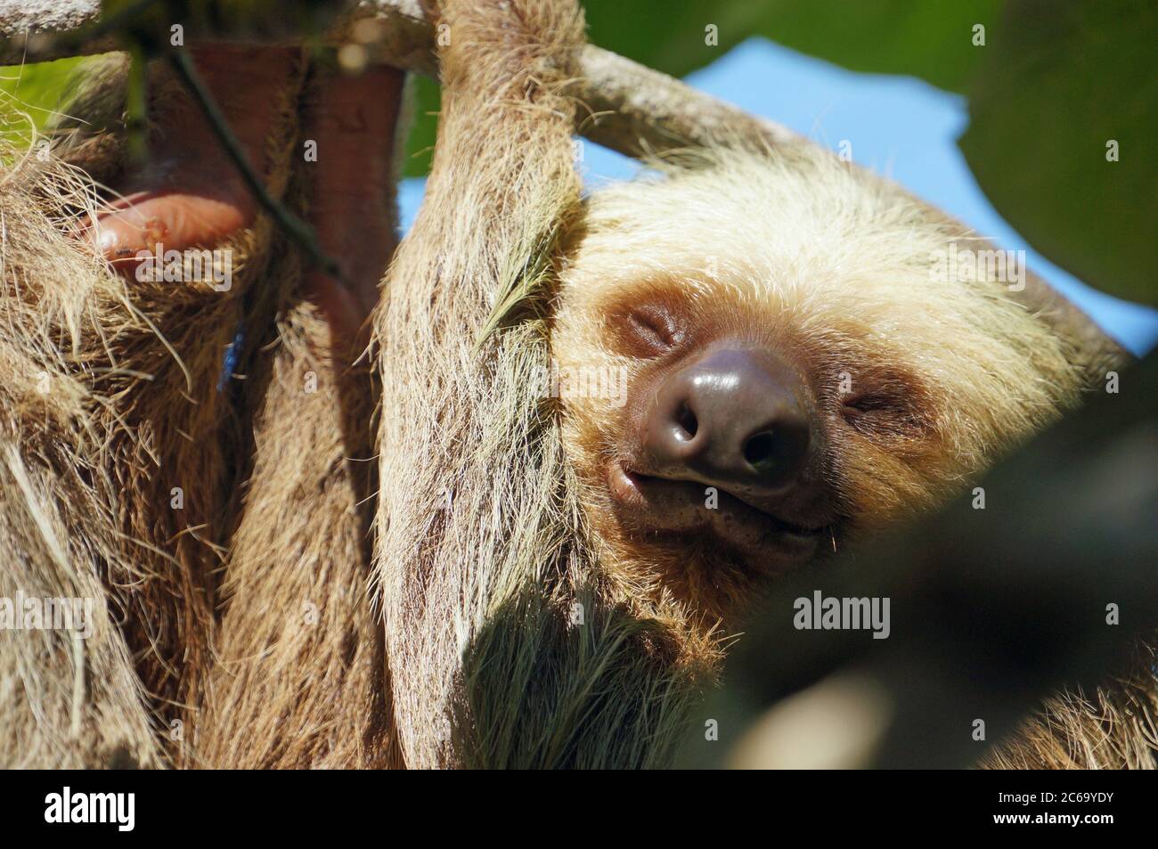 Two fingered sloth hi-res stock photography and images - Alamy