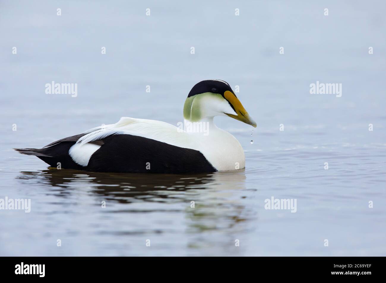 Adult male Hudson Bay American Eider (Somateria mollissima sedentaria ...