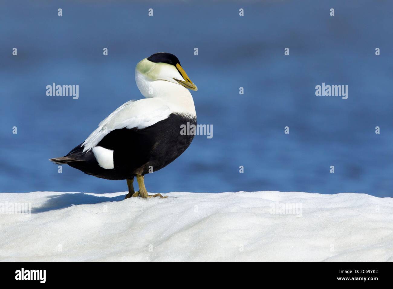 Largest north american duck hi-res stock photography and images - Alamy