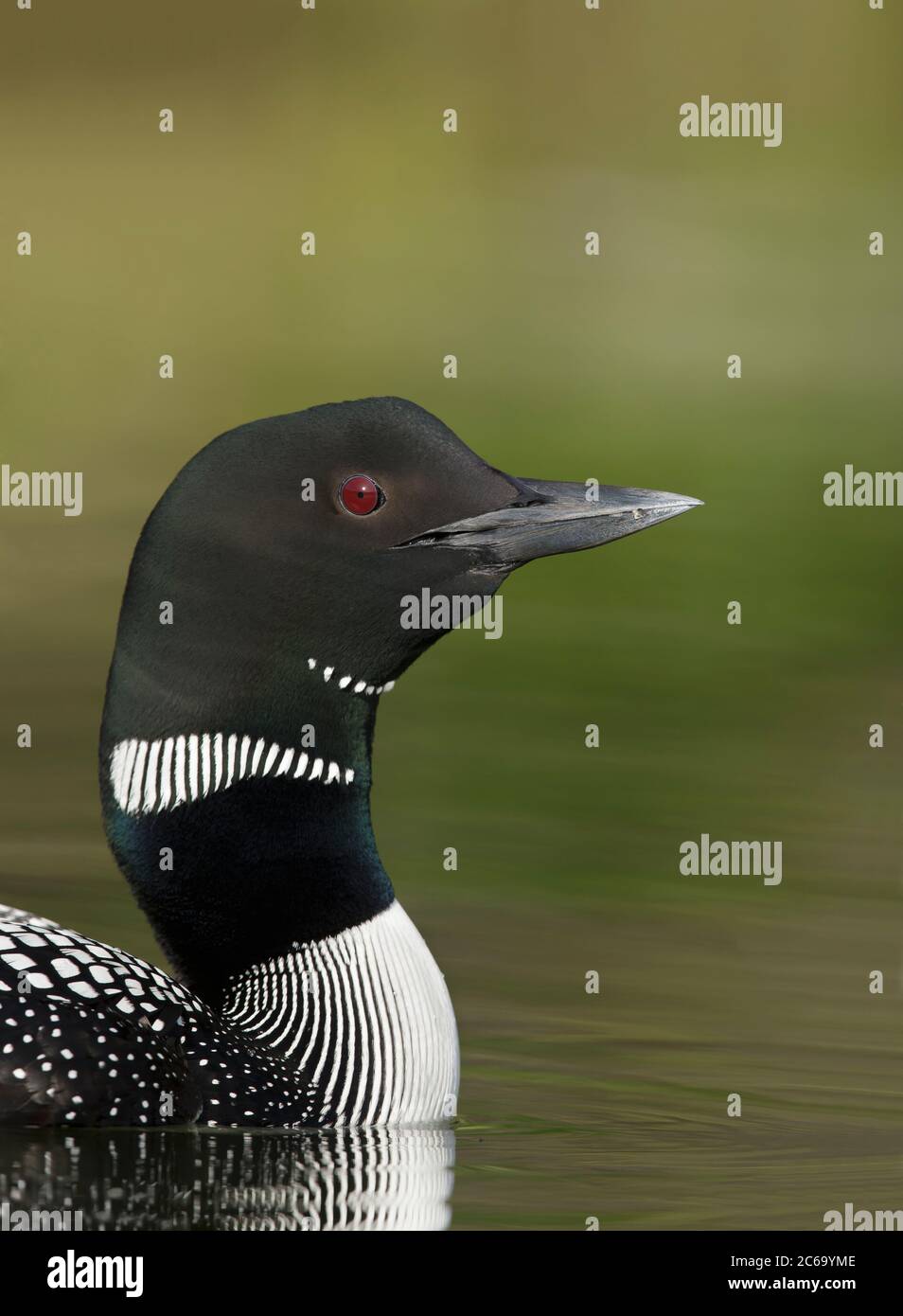 Common loon breeding plumage portrait hi-res stock photography and ...