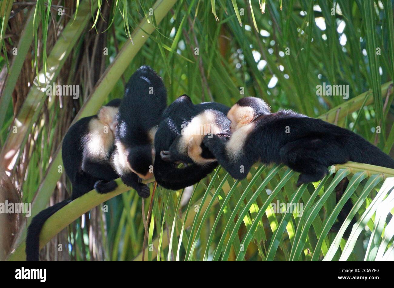 Sleeping Capuchin Monkey Family Stock Photo - Alamy