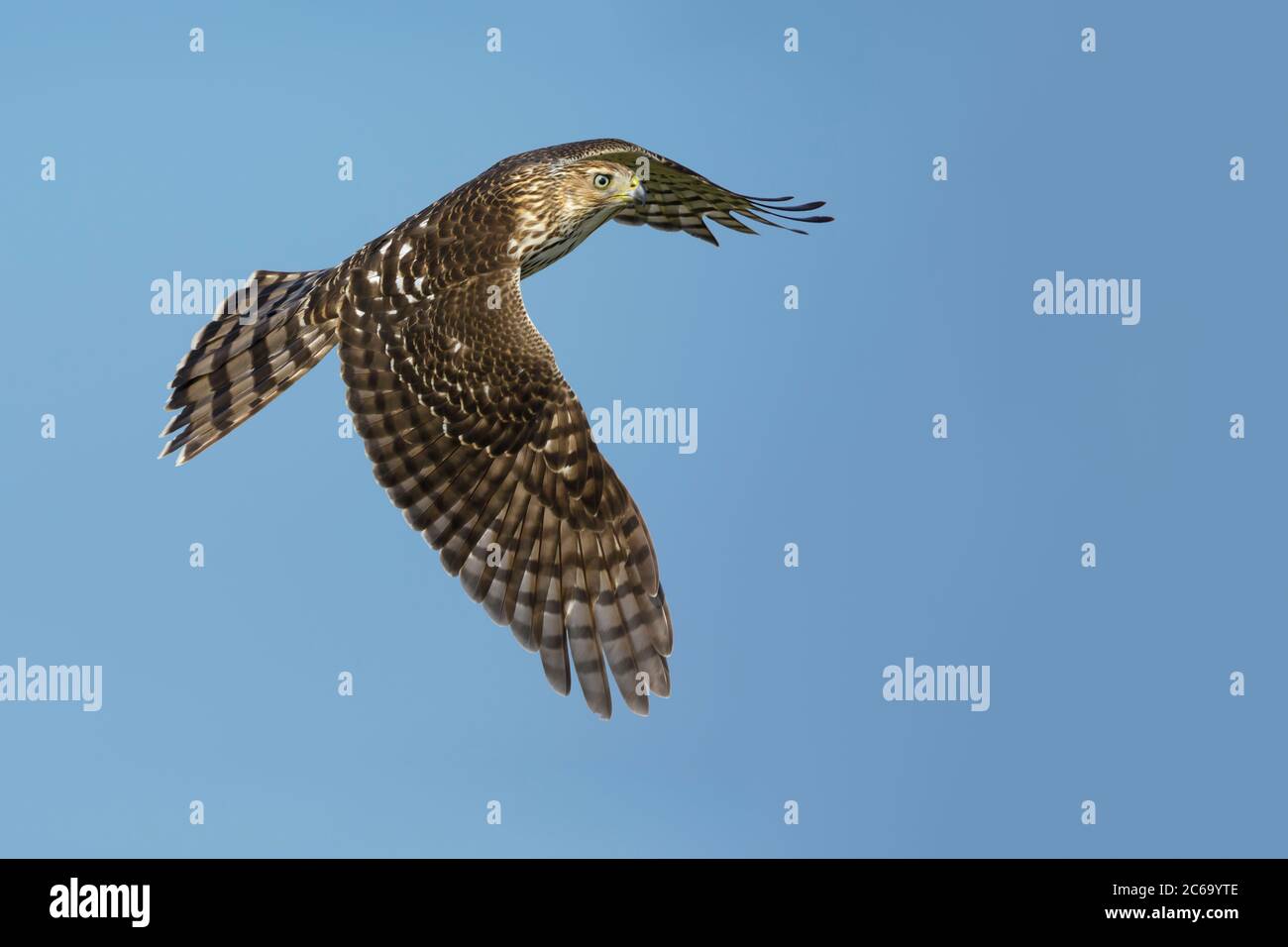 Immature Cooper's Hawk (Accipiter cooperii) in flight over Chambers ...
