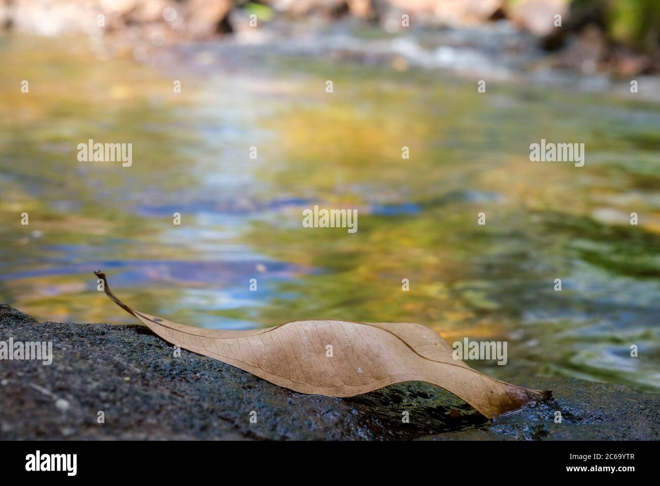 Fall autumn leaf hi-res stock photography and images - Alamy