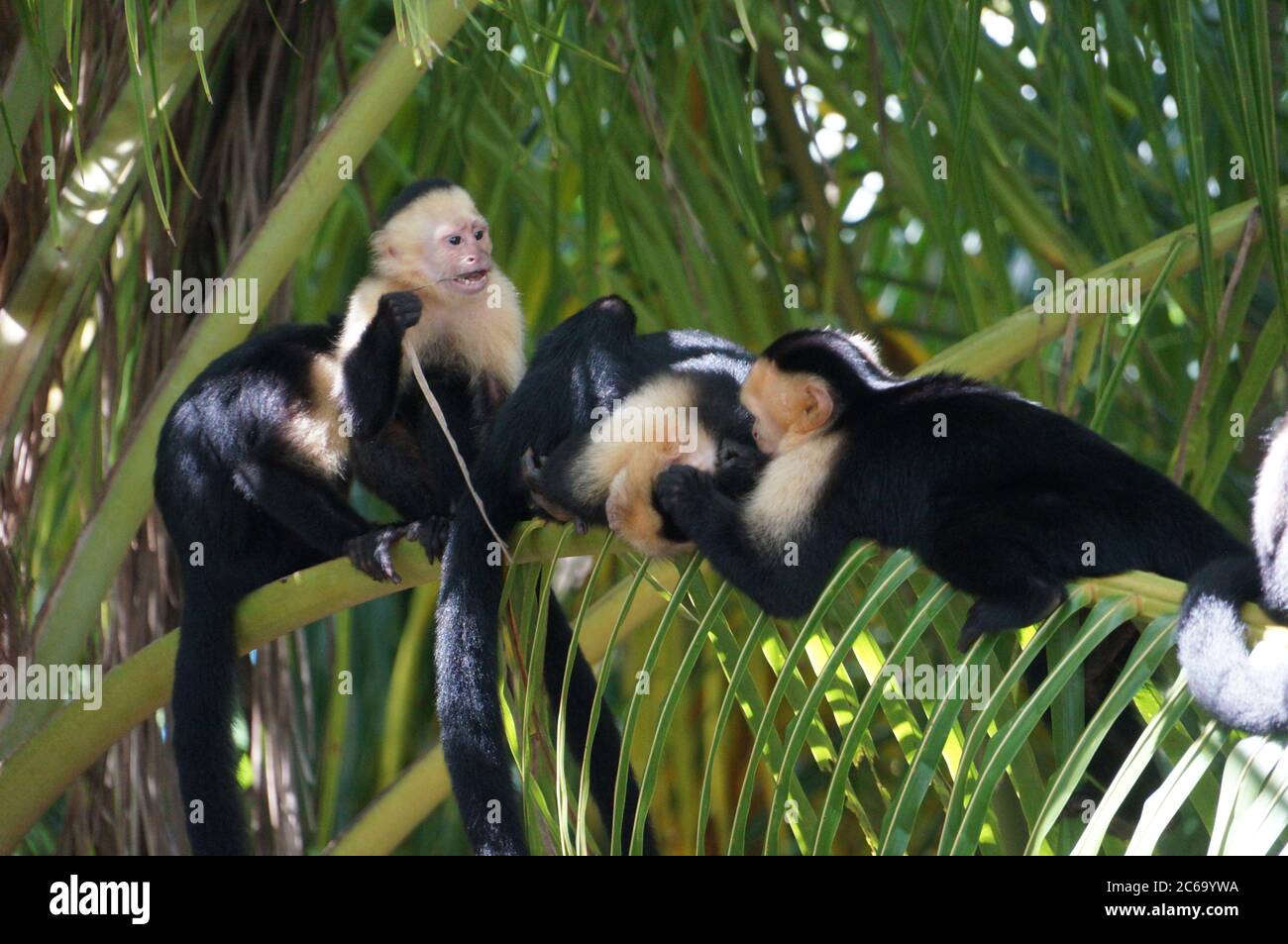 Capuchin Monkey Family Stock Photo - Alamy
