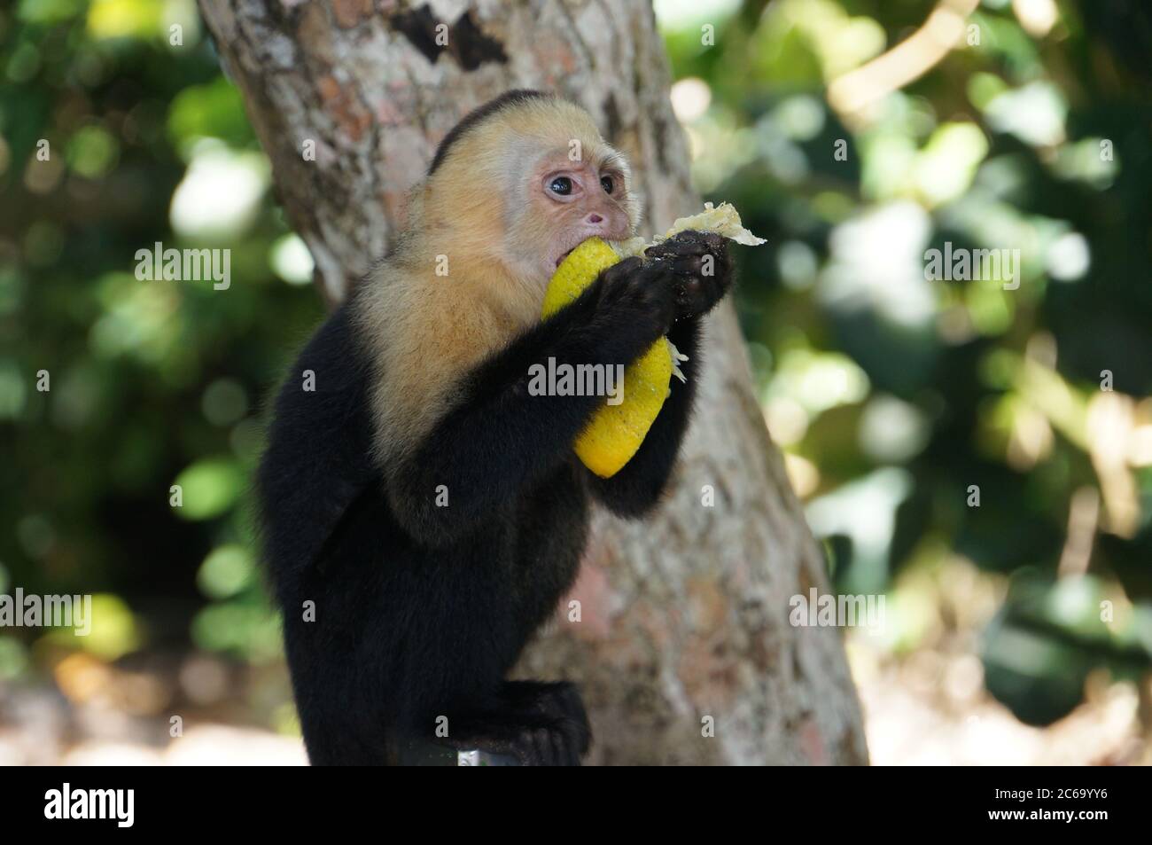 Lemon eating Capuchin Monkey Stock Photo - Alamy