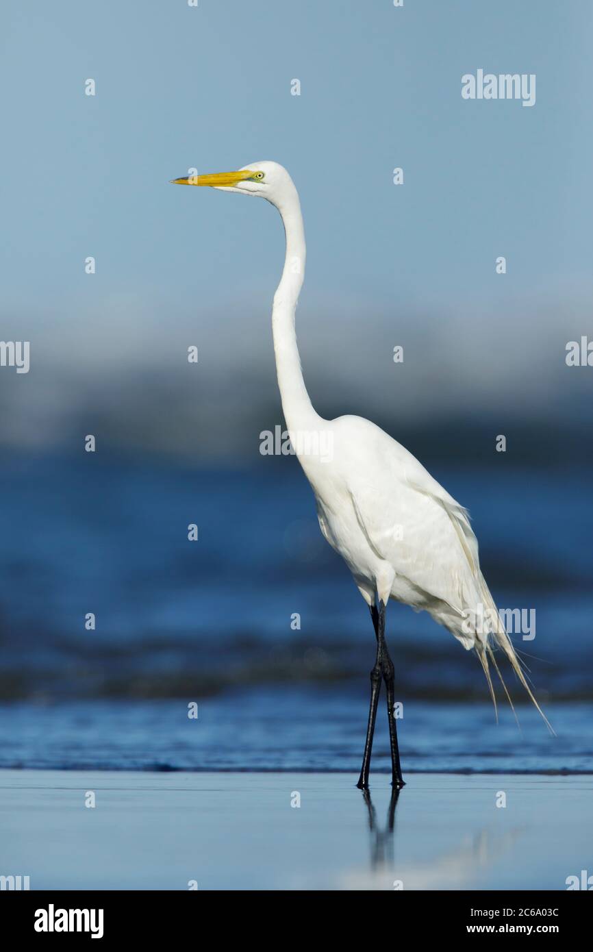 Ardea alba on the beach hi-res stock photography and images - Alamy