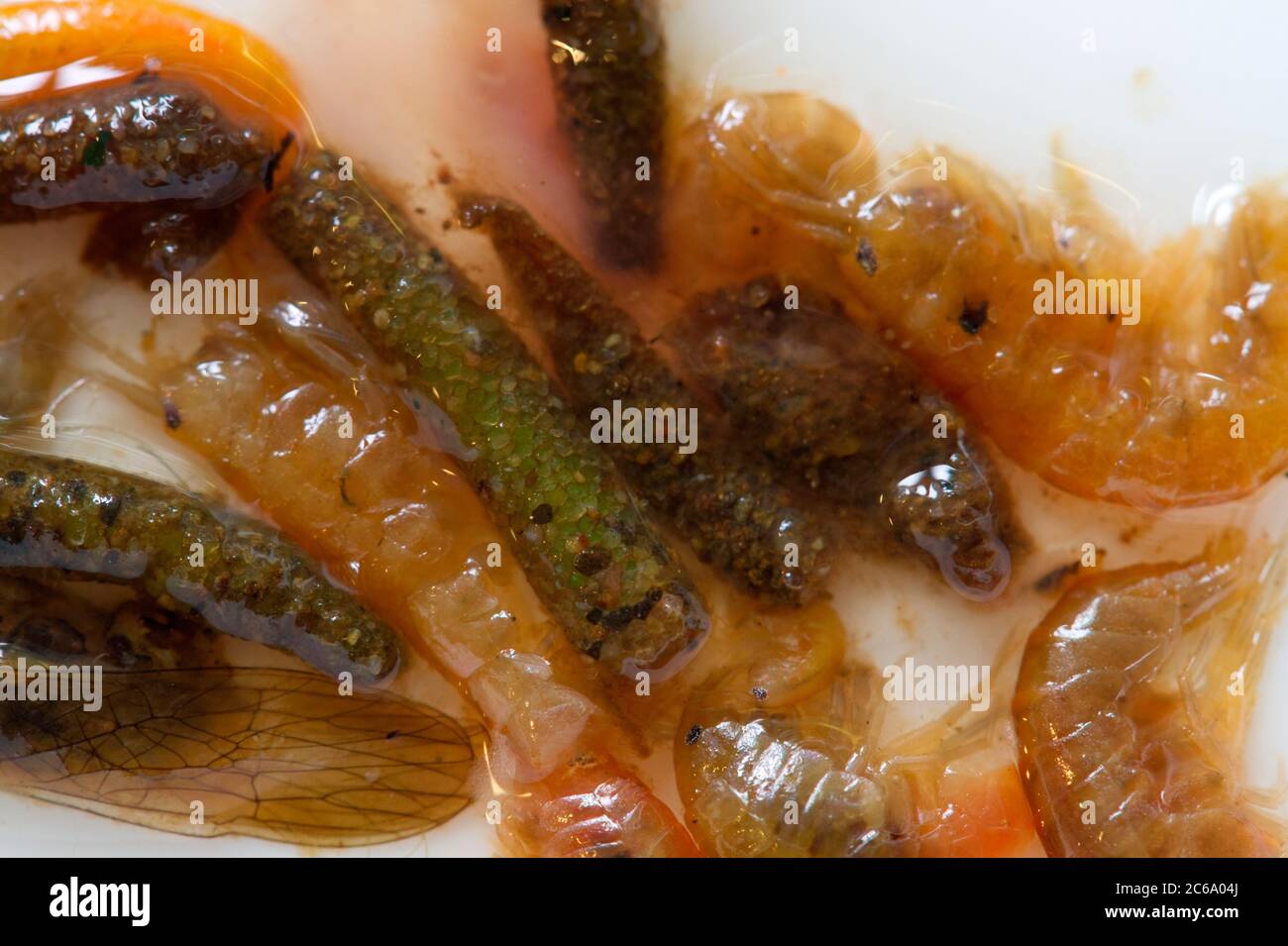 Insect larvae and shrimp eaten by freshwater brown trout in Orkney Loch ...