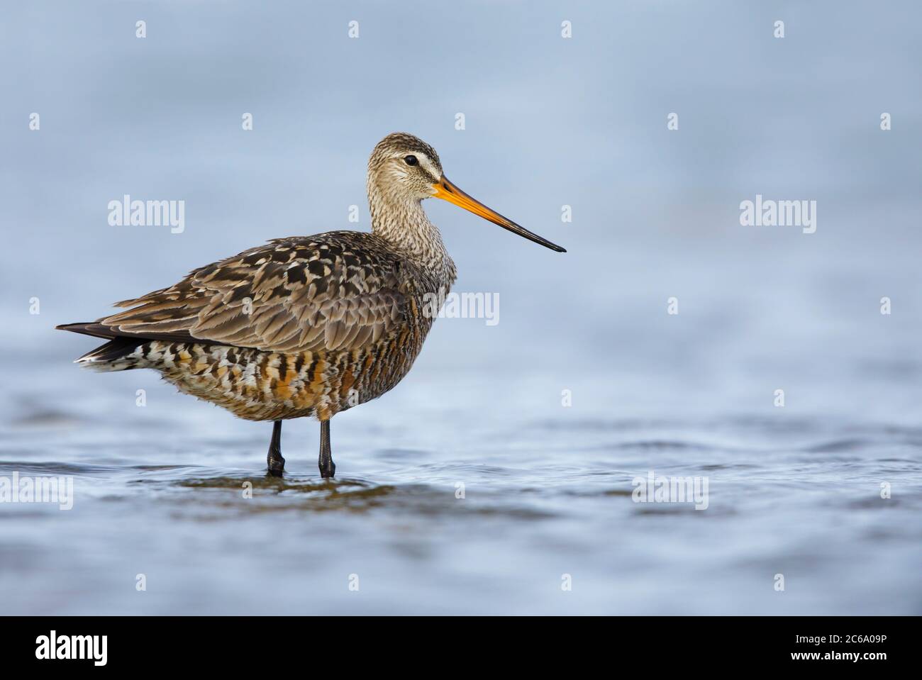 Adult female Hudsonian Godwit (Limosa haemastica) in summer plumage ...