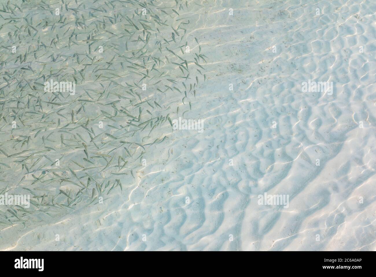 Small fish swimming in sea top view, selective focus Stock Photo - Alamy