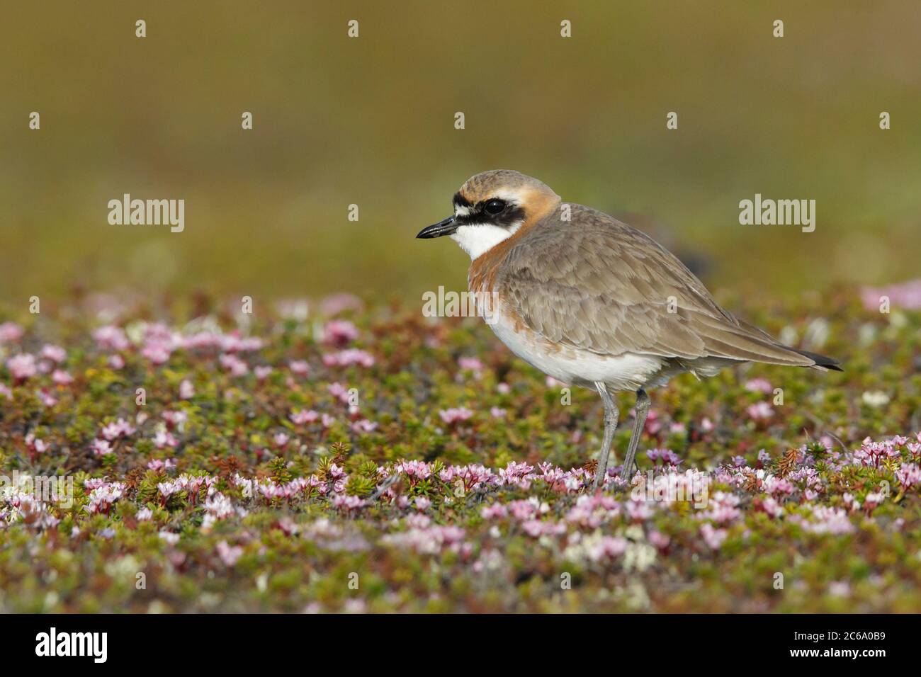 Adult male Lesser Sand Plover (Charadrius mongolus stegmanni) in summer ...