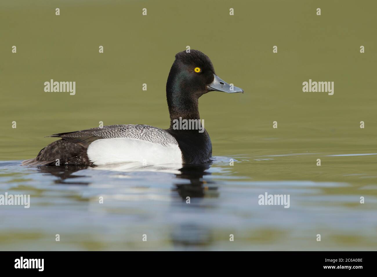 Adult male Lesser Scaup (Aythya affinis) swimming in Lake Tunkwa ...