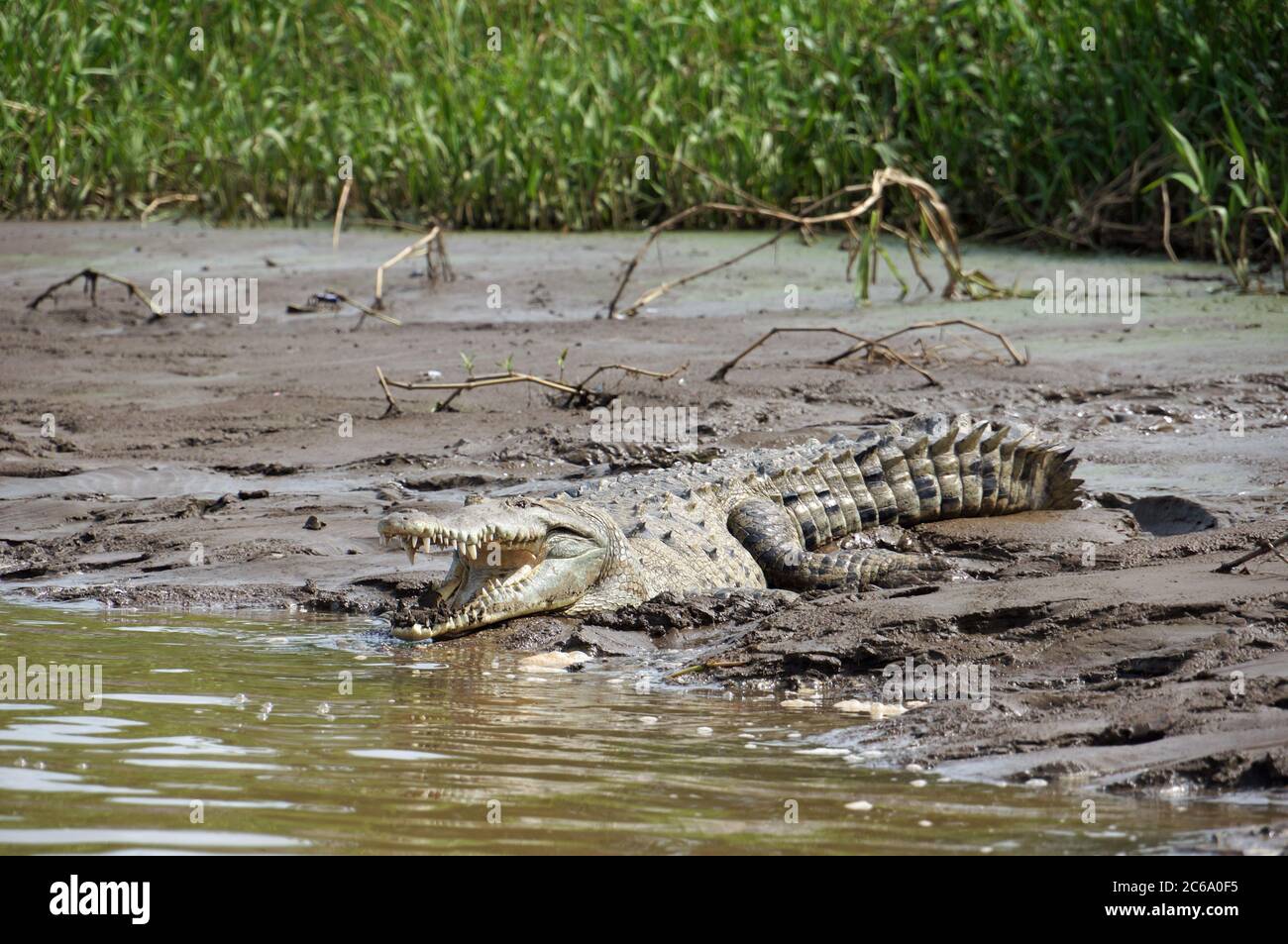 Crocodile relaxing on the shore Stock Photo - Alamy