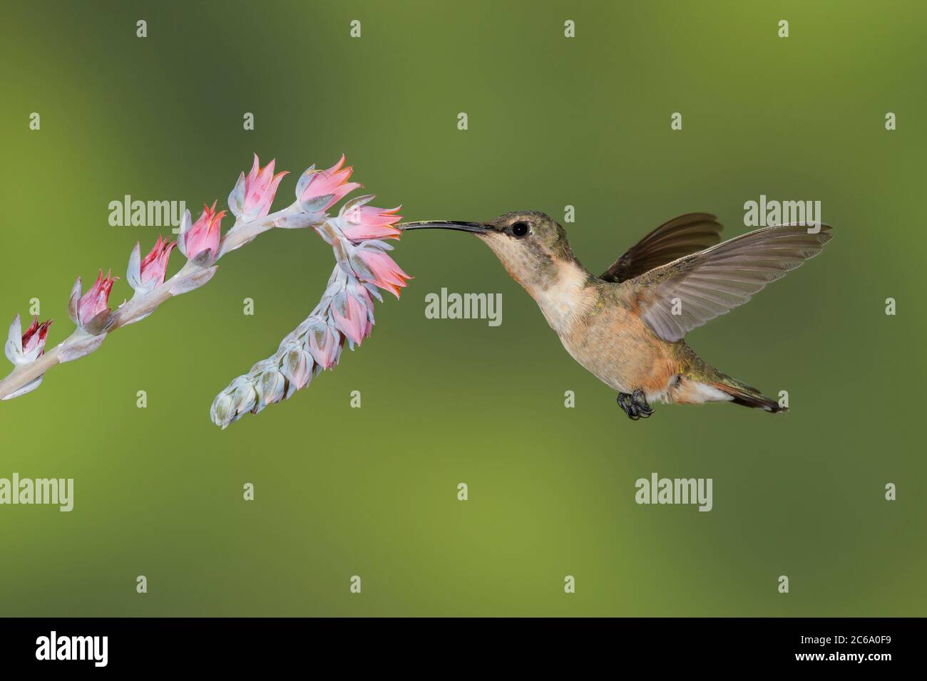 Lucifer flowers hummingbird hi-res stock photography and images - Alamy