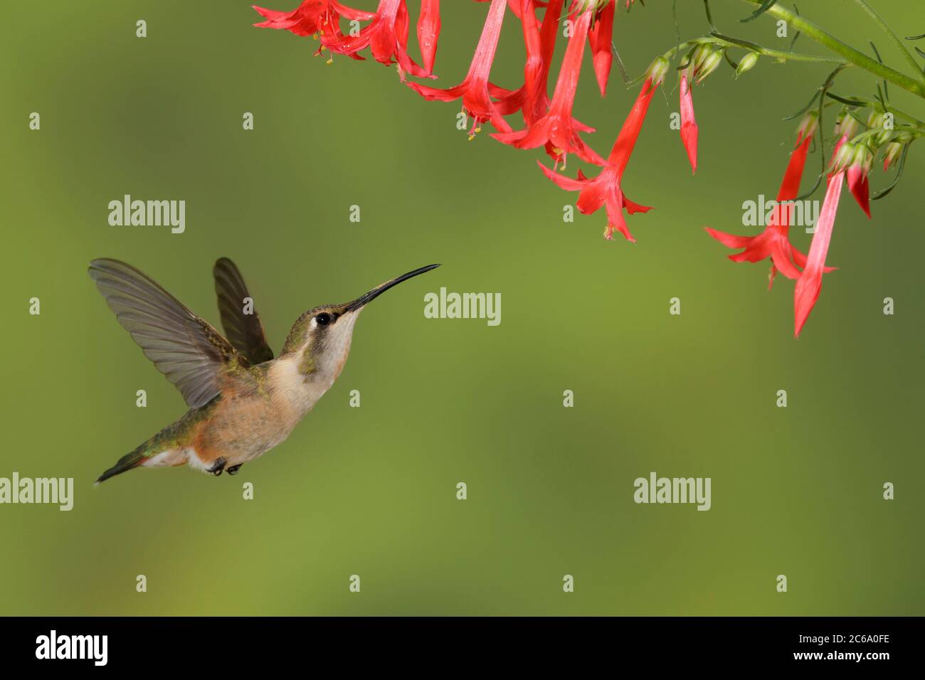 Adult female Lucifer Hummingbird (Calothorax lucifer) flying below ...