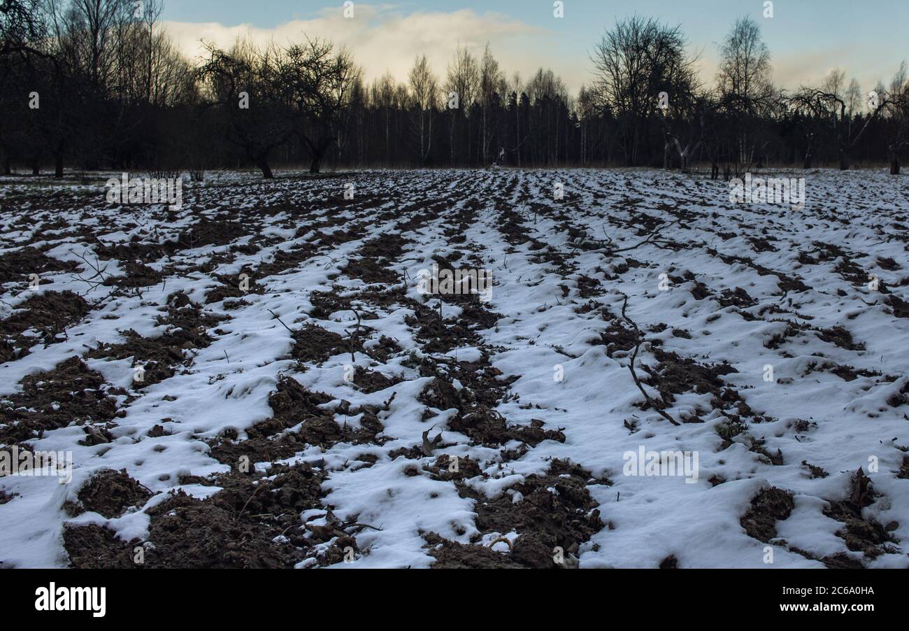 Potato field perspective view in winter time Stock Photo - Alamy