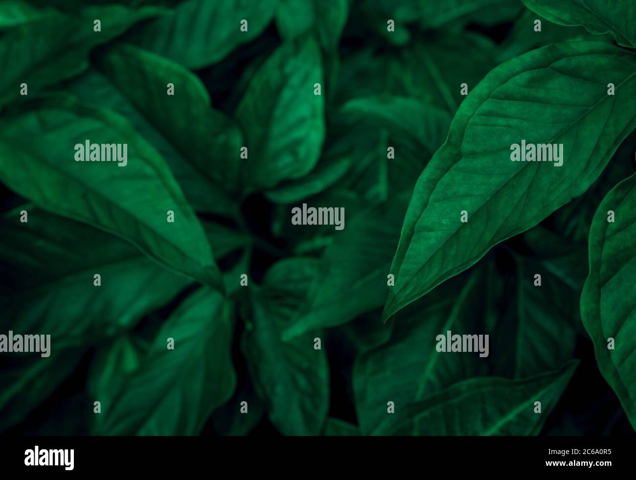 Dark green leaves in the garden. Emerald green leaf texture. Nature ...