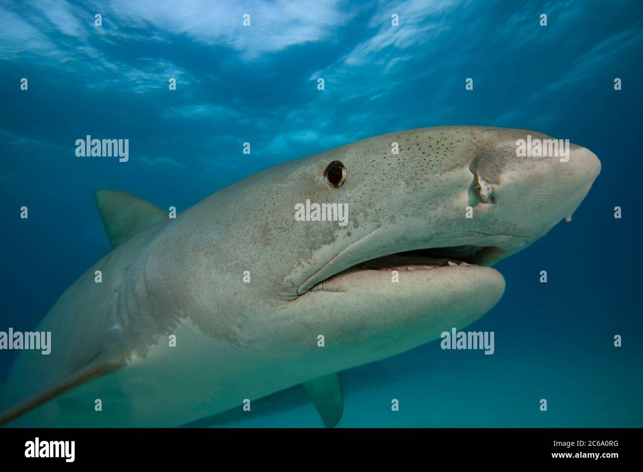 Tiger shark, Galeocerdo cuvier, Hawaii Stock Photo - Alamy
