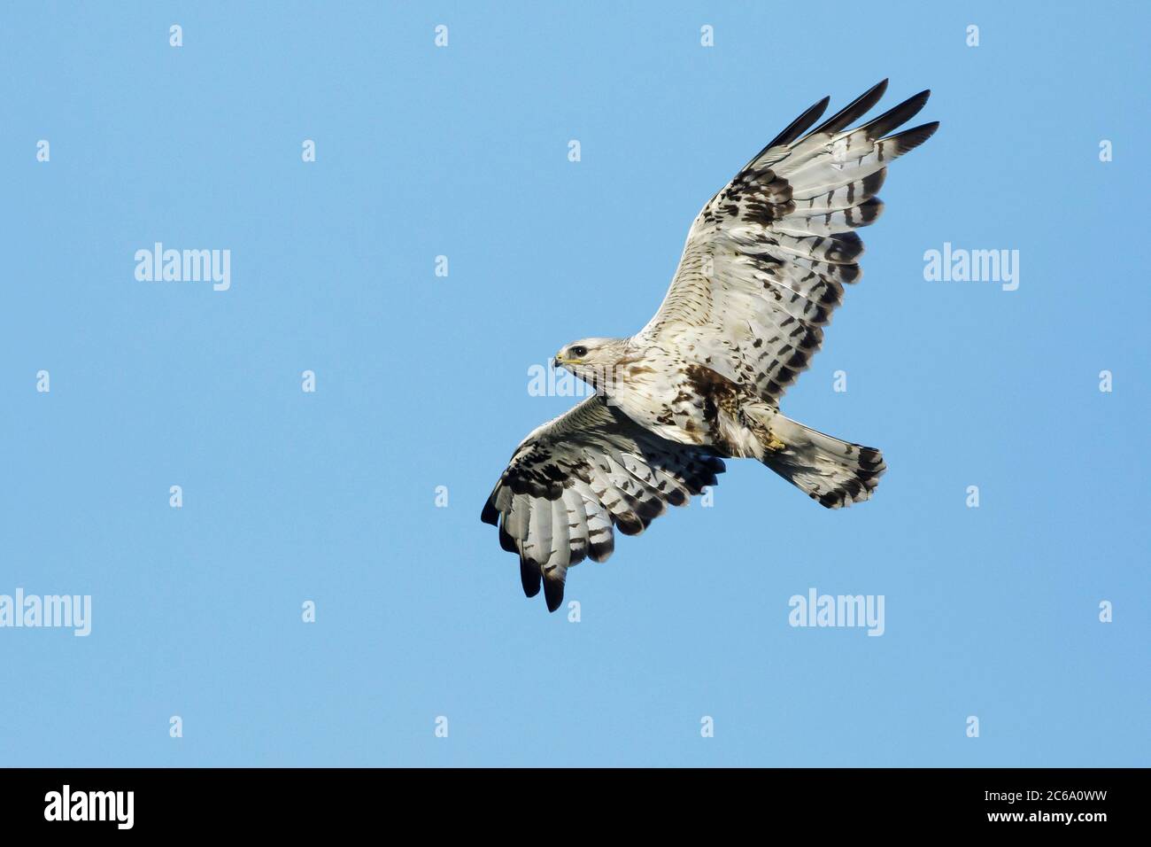 North american guest hi-res stock photography and images - Alamy