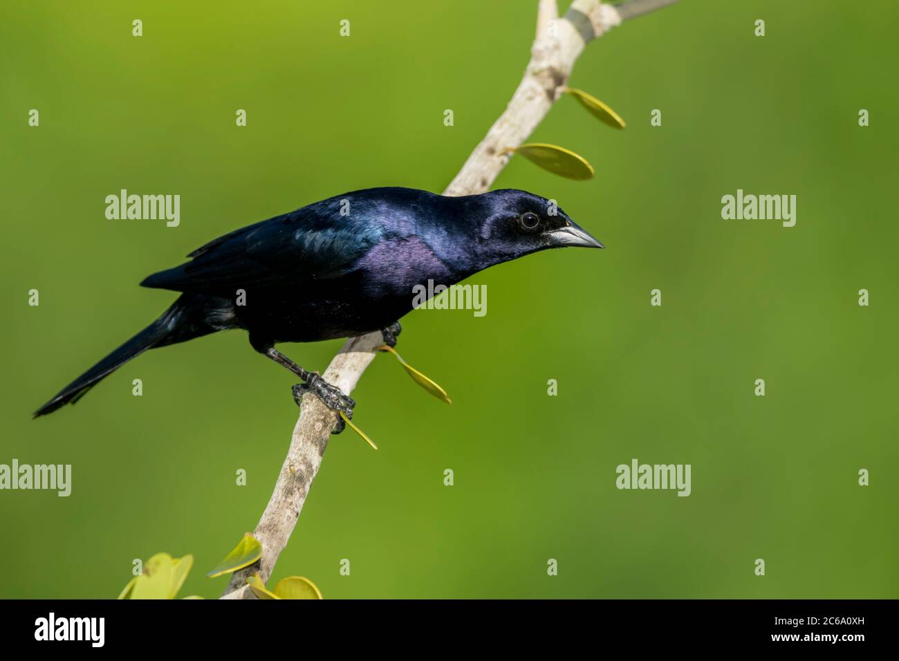 Shiny cowbird hi-res stock photography and images - Alamy