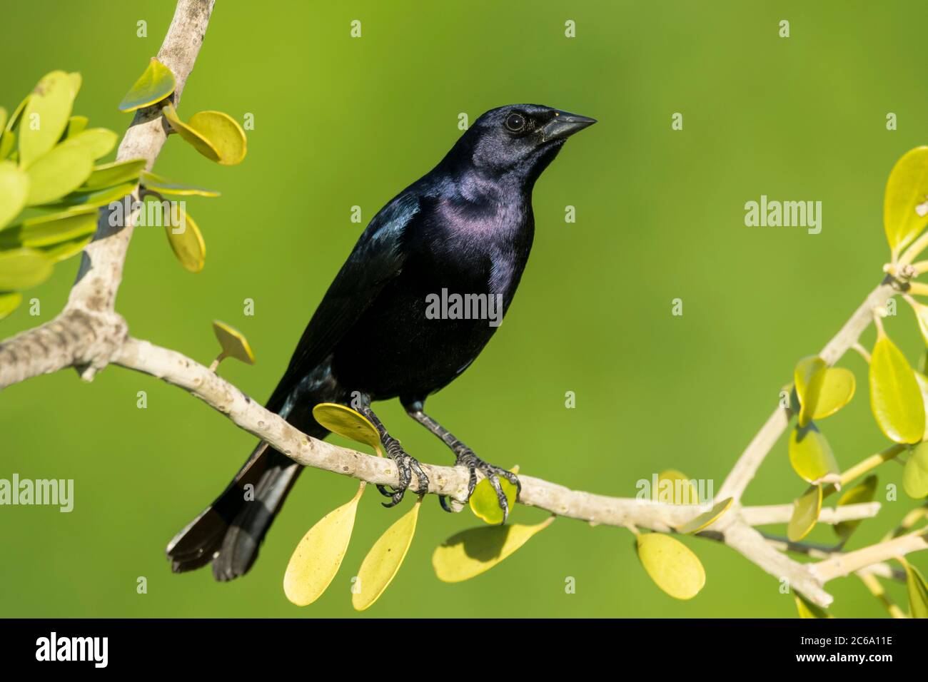 Male Shiny Cowbird (Molothrus bonariensis) in Florida, USA Stock Photo ...