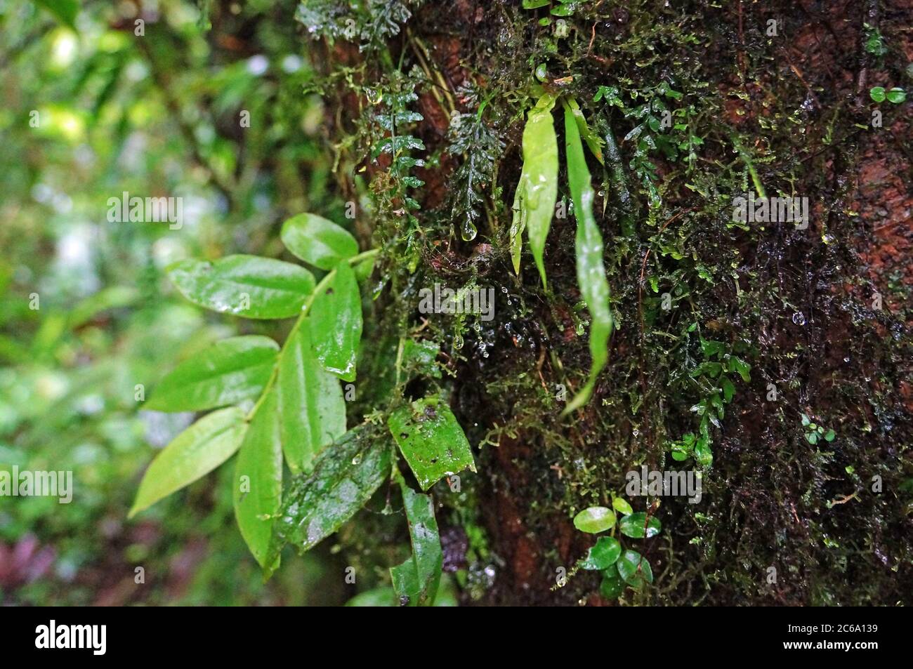 Typical fern hi-res stock photography and images - Alamy