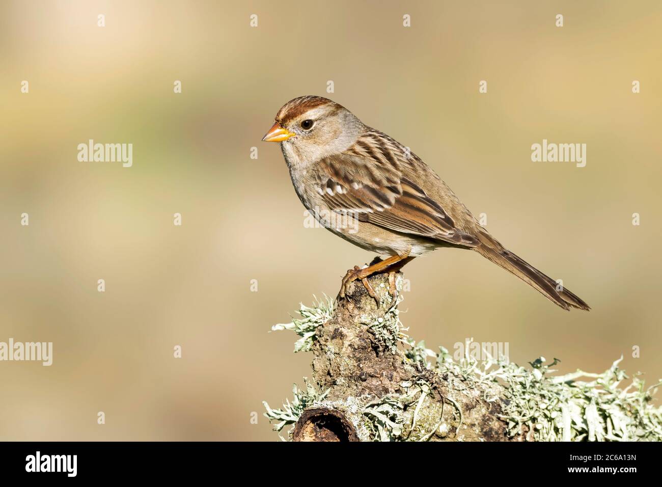 Immature White-crowned Sparrow (Zonotrichia leucophrys) in Santa ...