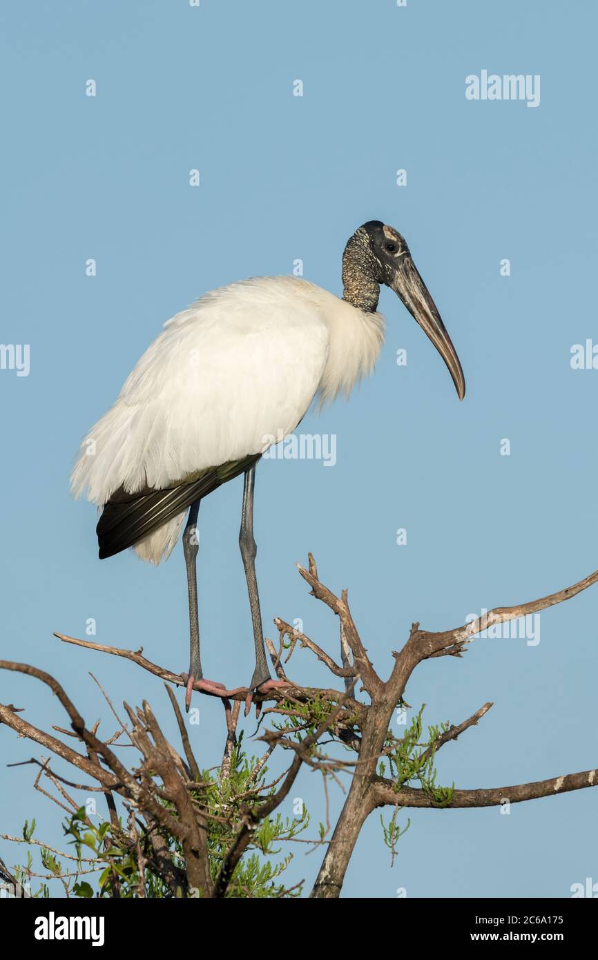 Palm beach county wildlife hi-res stock photography and images - Alamy