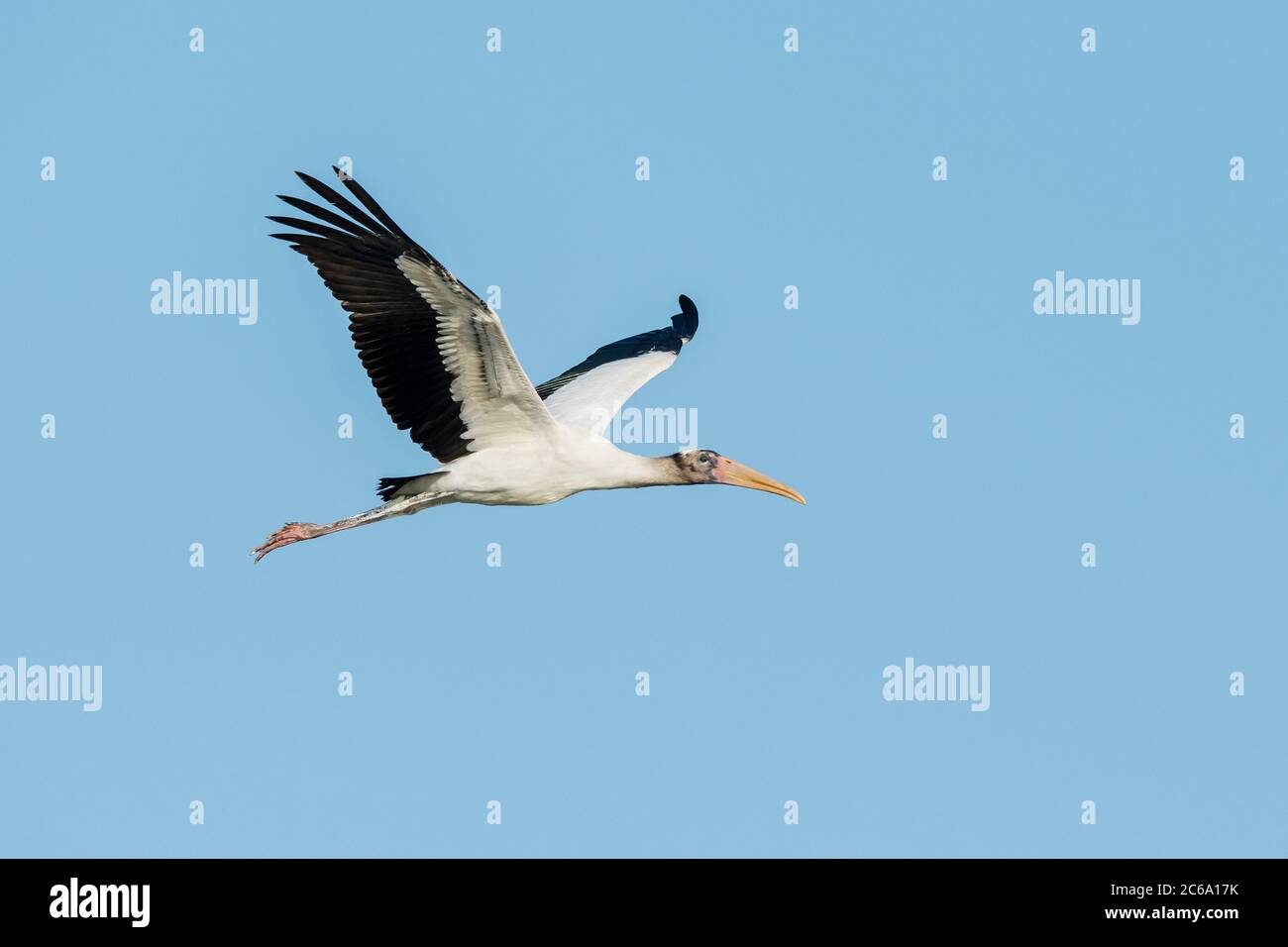 Wood Stork (Mycteria americana) in Palm Beach County, Florida, USA ...