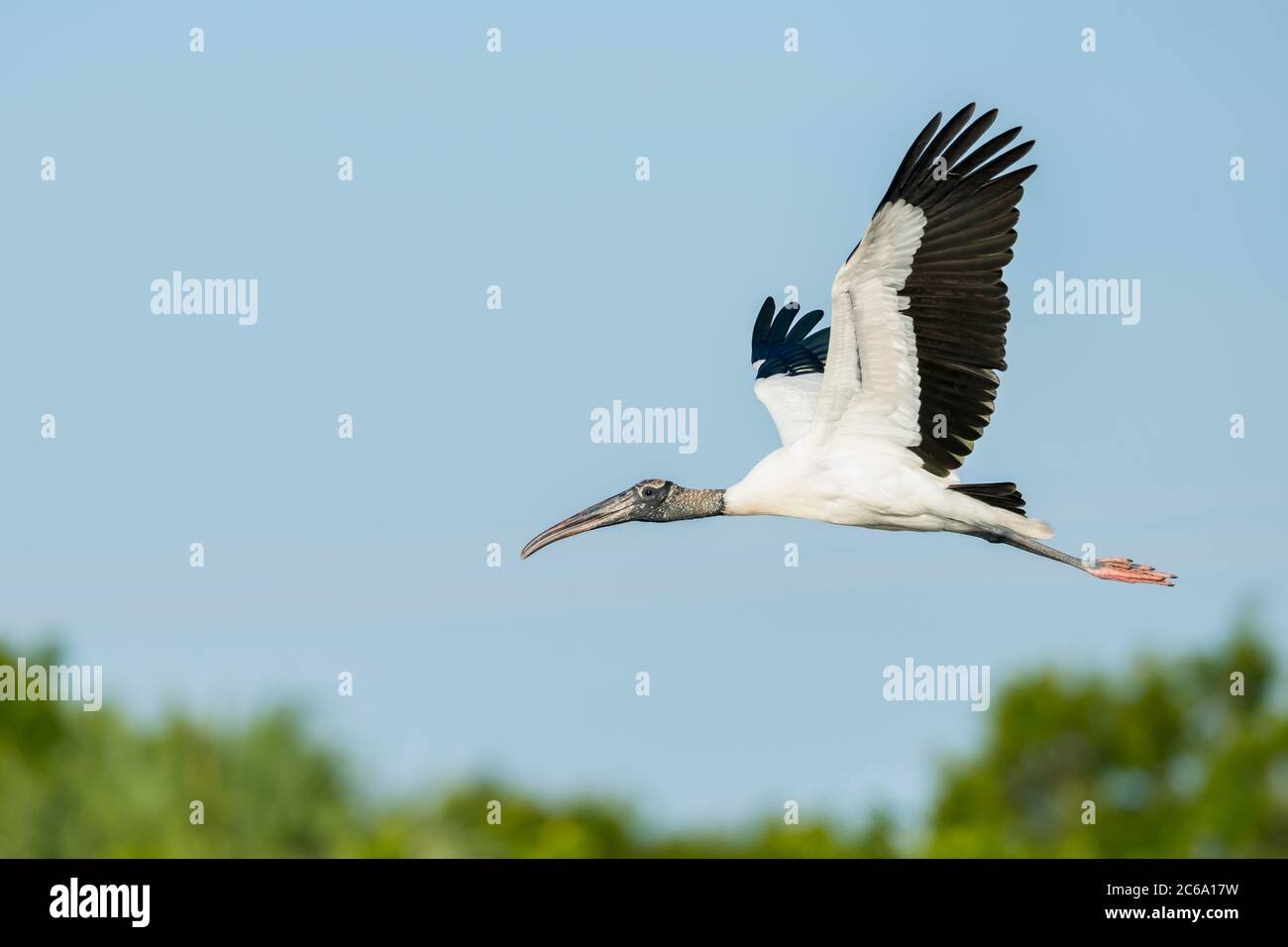 Wood Stork (Mycteria americana) in Palm Beach County, Florida, USA ...