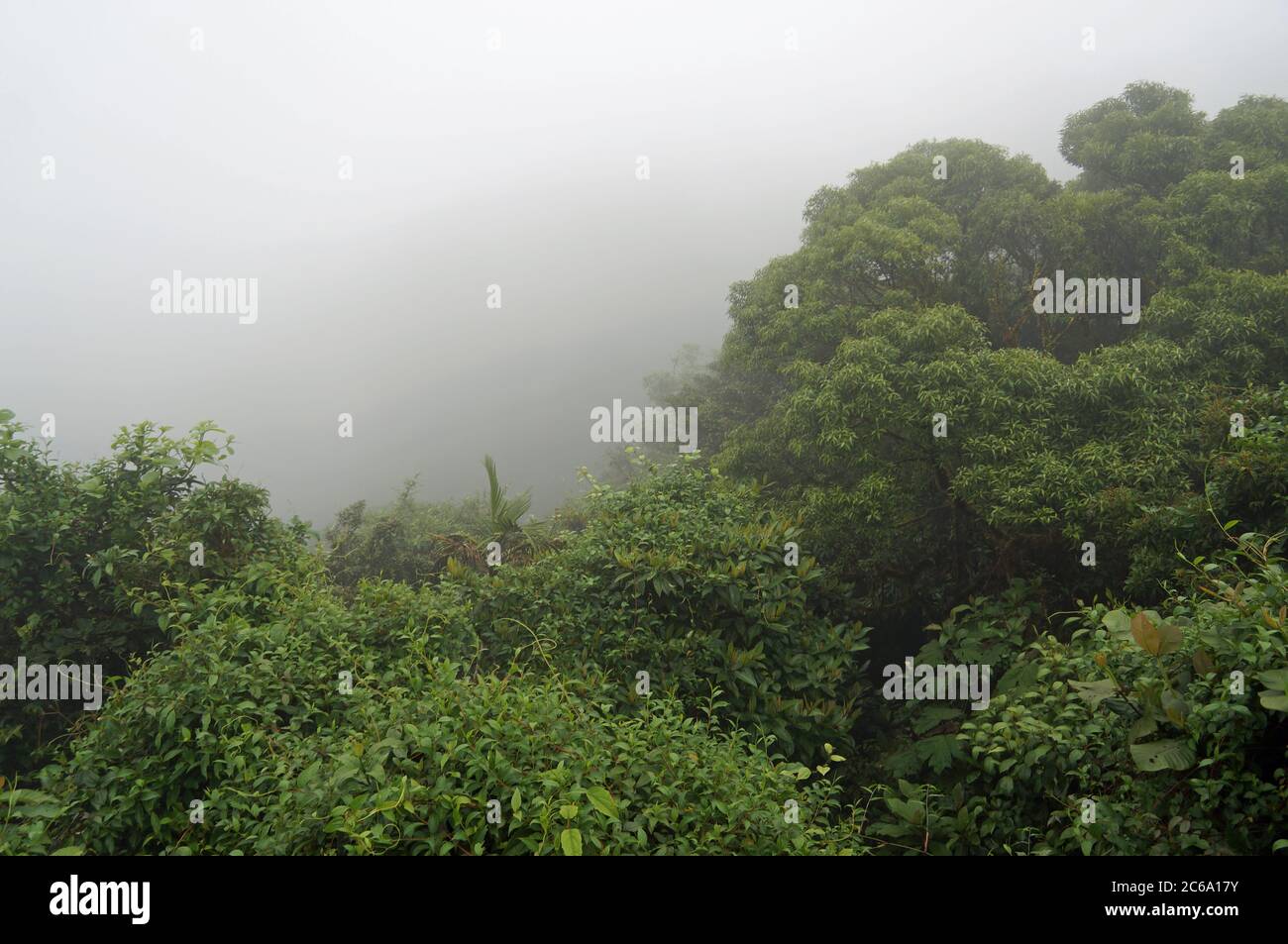Cloud forest seen from above the tree tops Stock Photo - Alamy