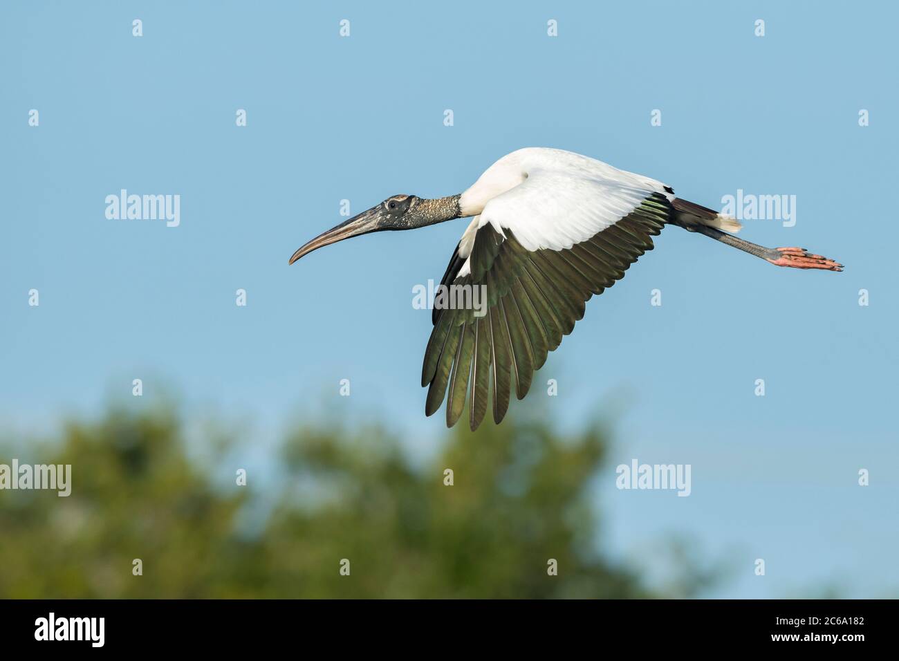 Wood Stork (Mycteria americana) in Palm Beach County, Florida, USA ...