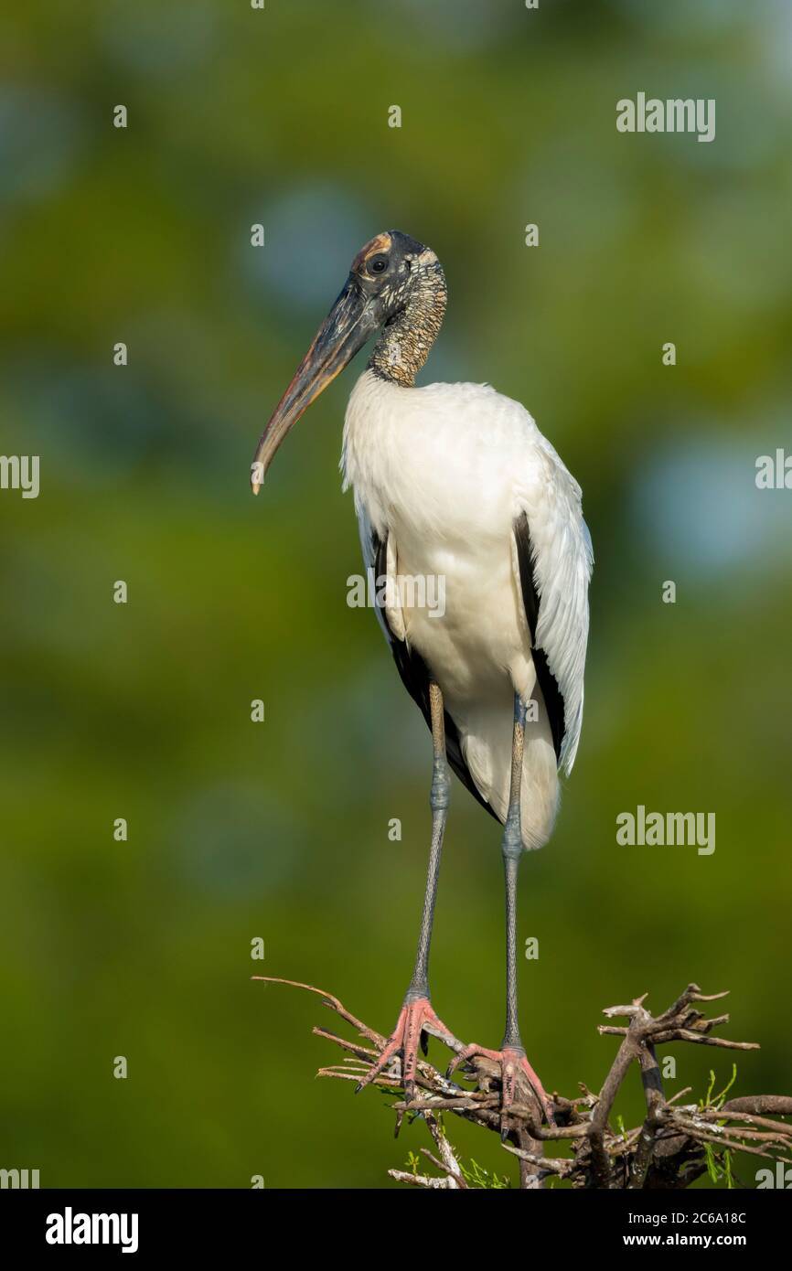 Wood Stork (Mycteria americana) in Palm Beach County, Florida, USA ...