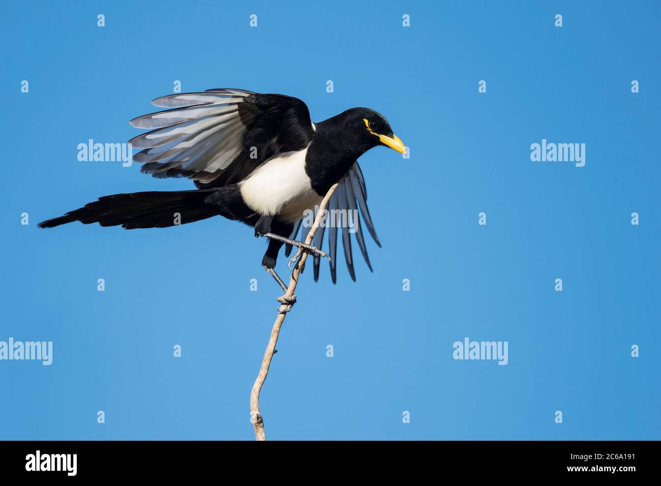 Yellow Billed Magpie American Crow