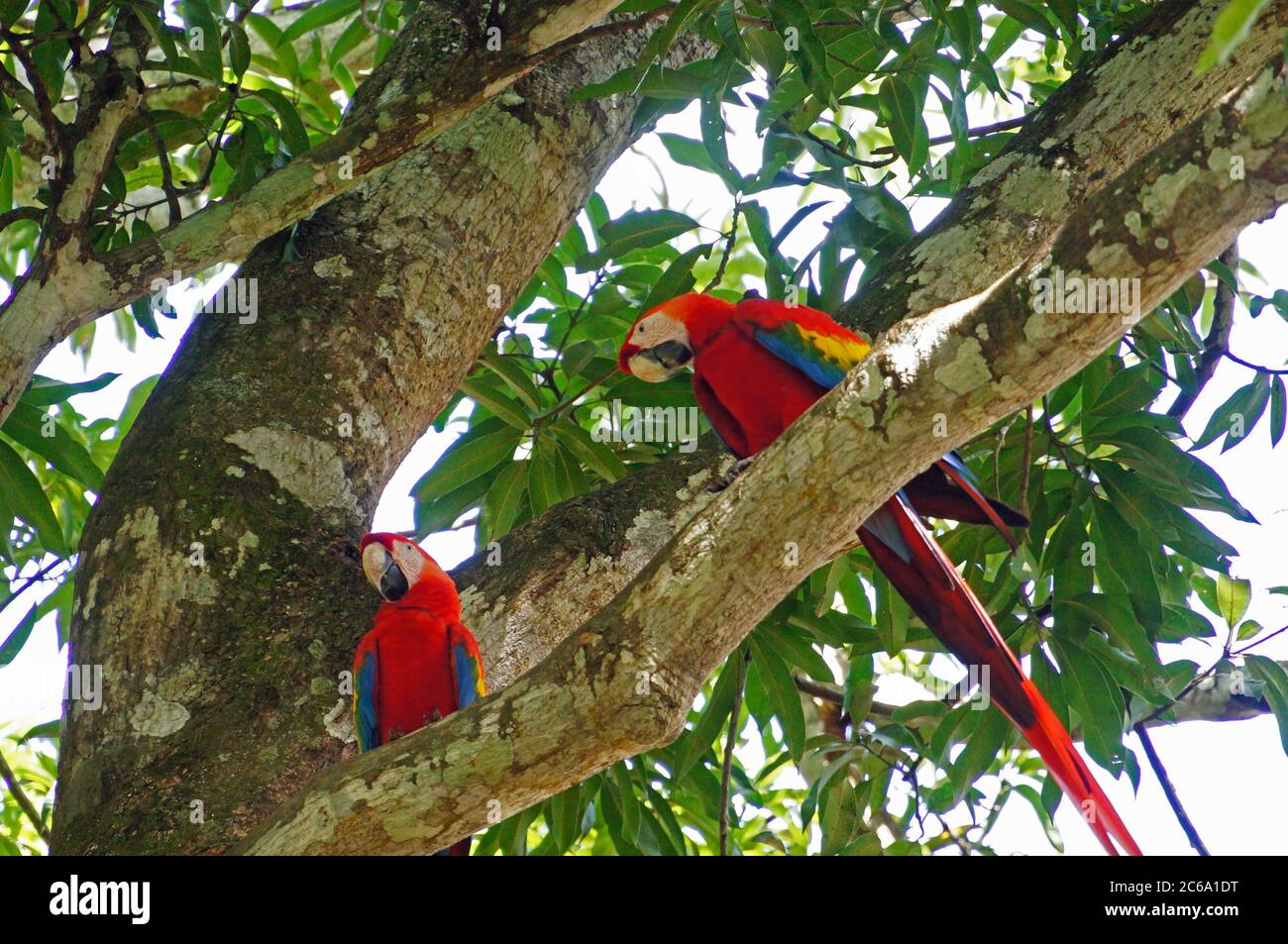Two macaws on a branch hi-res stock photography and images - Alamy