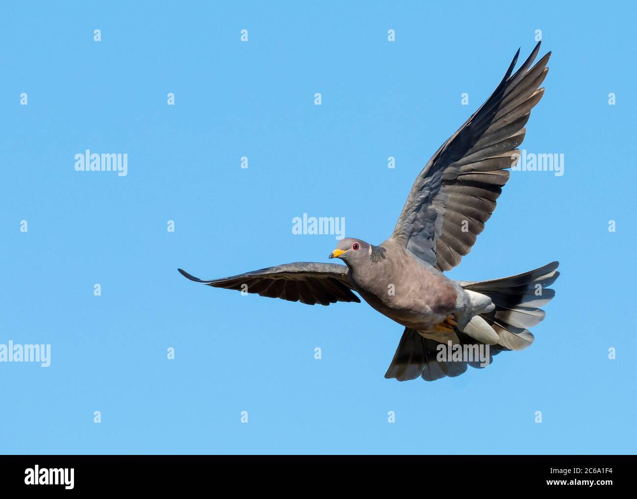 Adult Northern Band-tailed Pigeon (Patagioenas fasciata) in Santa ...