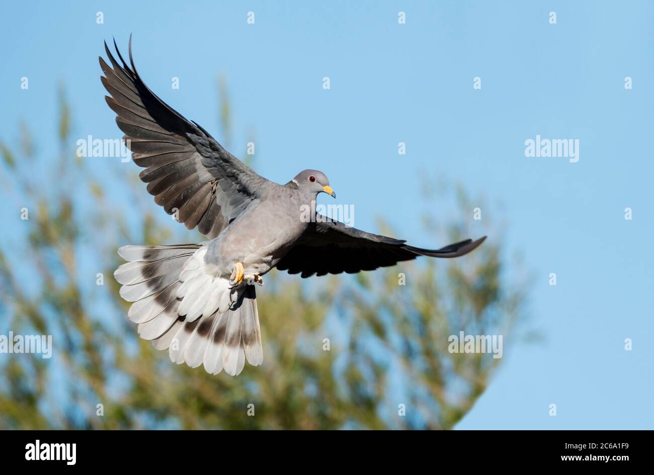 Adult Northern Band-tailed Pigeon (Patagioenas fasciata) in Santa ...
