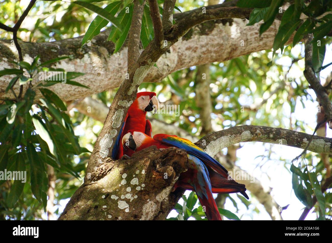 Cuddling parrot hi-res stock photography and images - Alamy