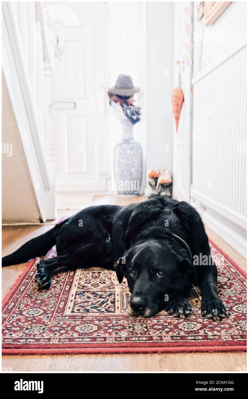 Black labrador snoozing hi-res stock photography and images - Alamy