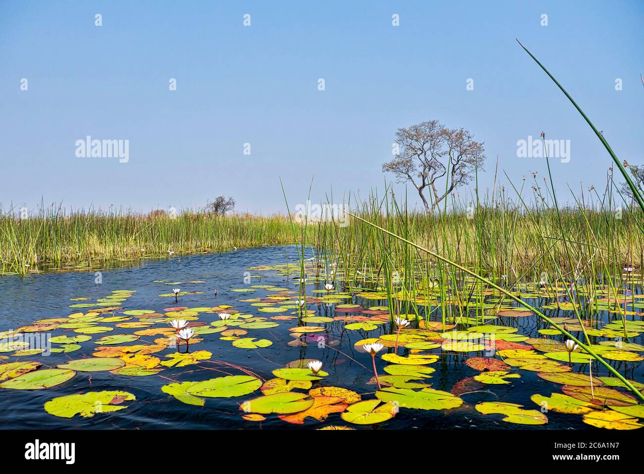 Wetlands Landscape, Okavango Delta, Botswana, Africa Stock Photo - Alamy