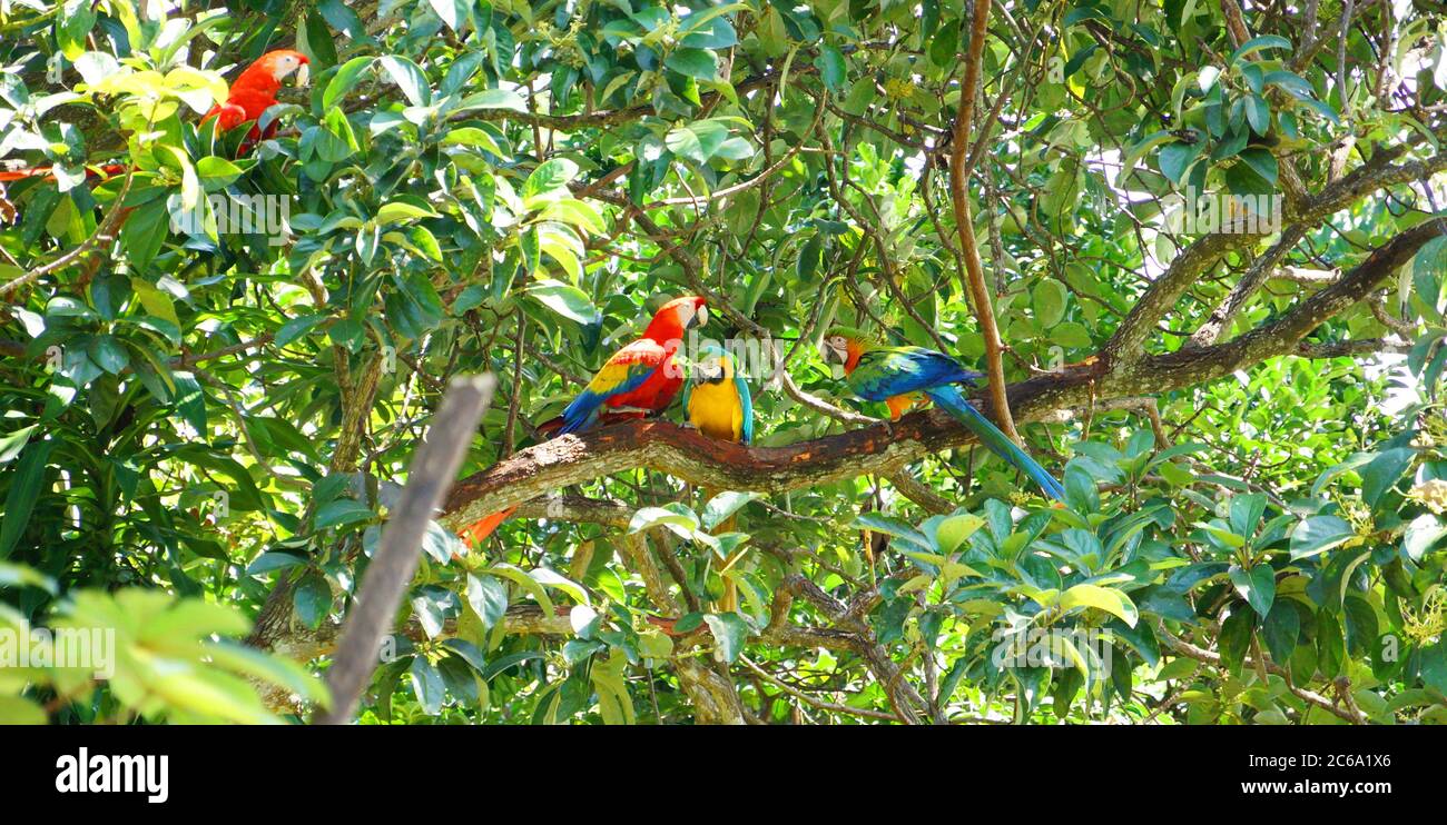 Group of different Macaws Stock Photo - Alamy