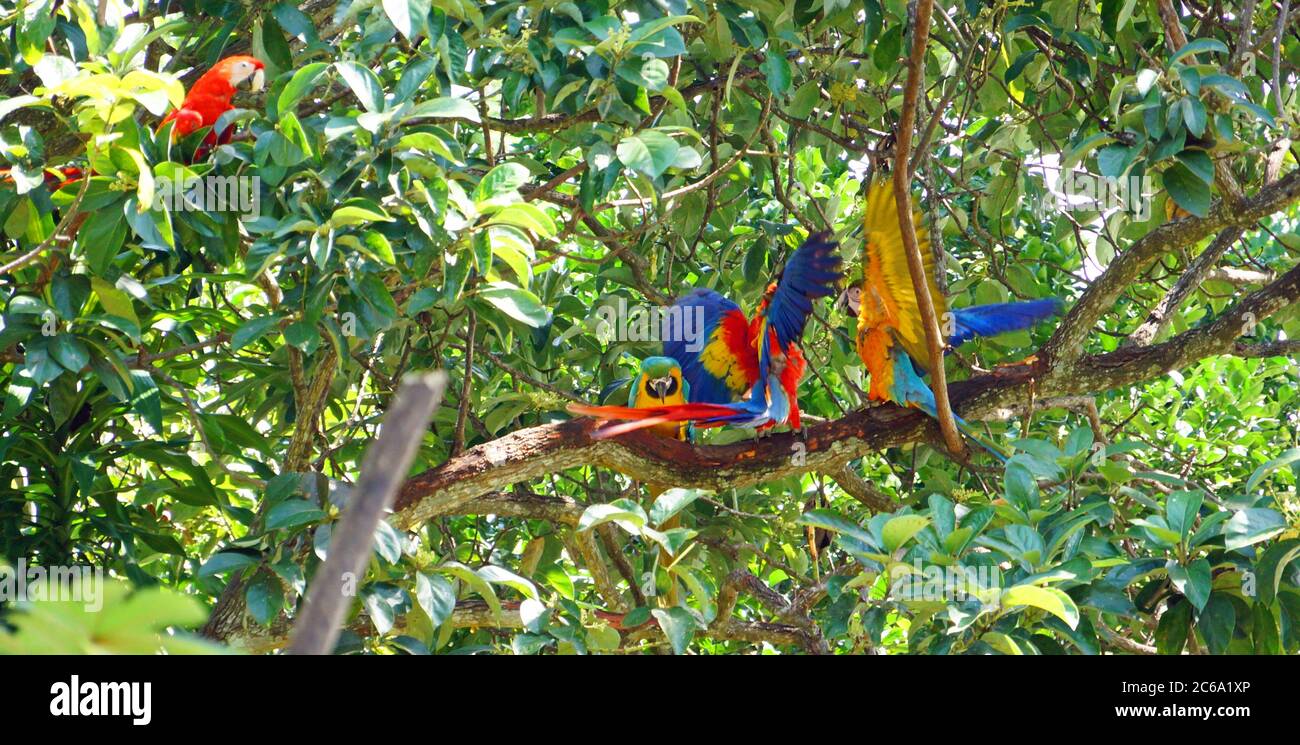 Matingscarlet macaw hi-res stock photography and images - Alamy